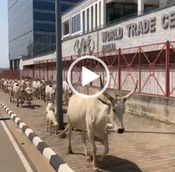 Cows Spotted Roaming Freely Around The World Trade Center In Abuja ...